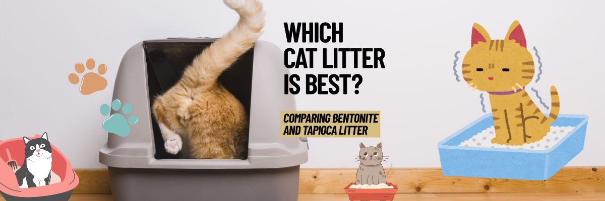 Which Cat Litter is Best? | ASOK PETHOUSE