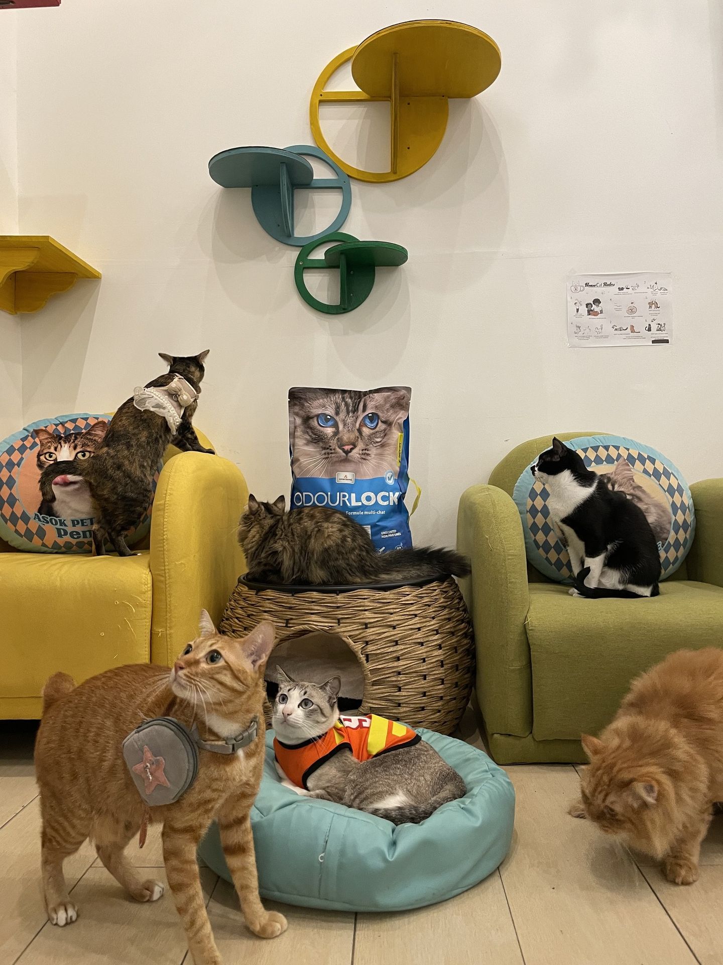 ASOK PETHOUSE | Cat Cafe Bangkok