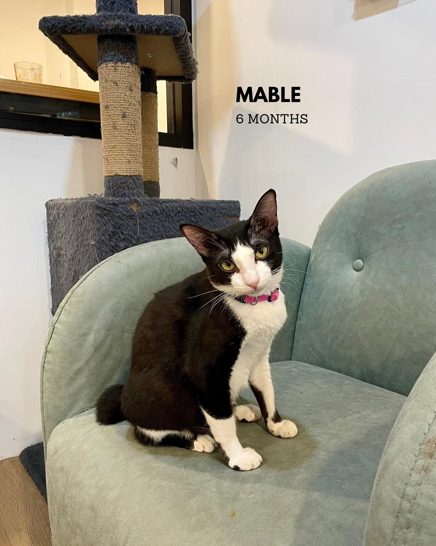 Adoption | ASOK PETHOUSE