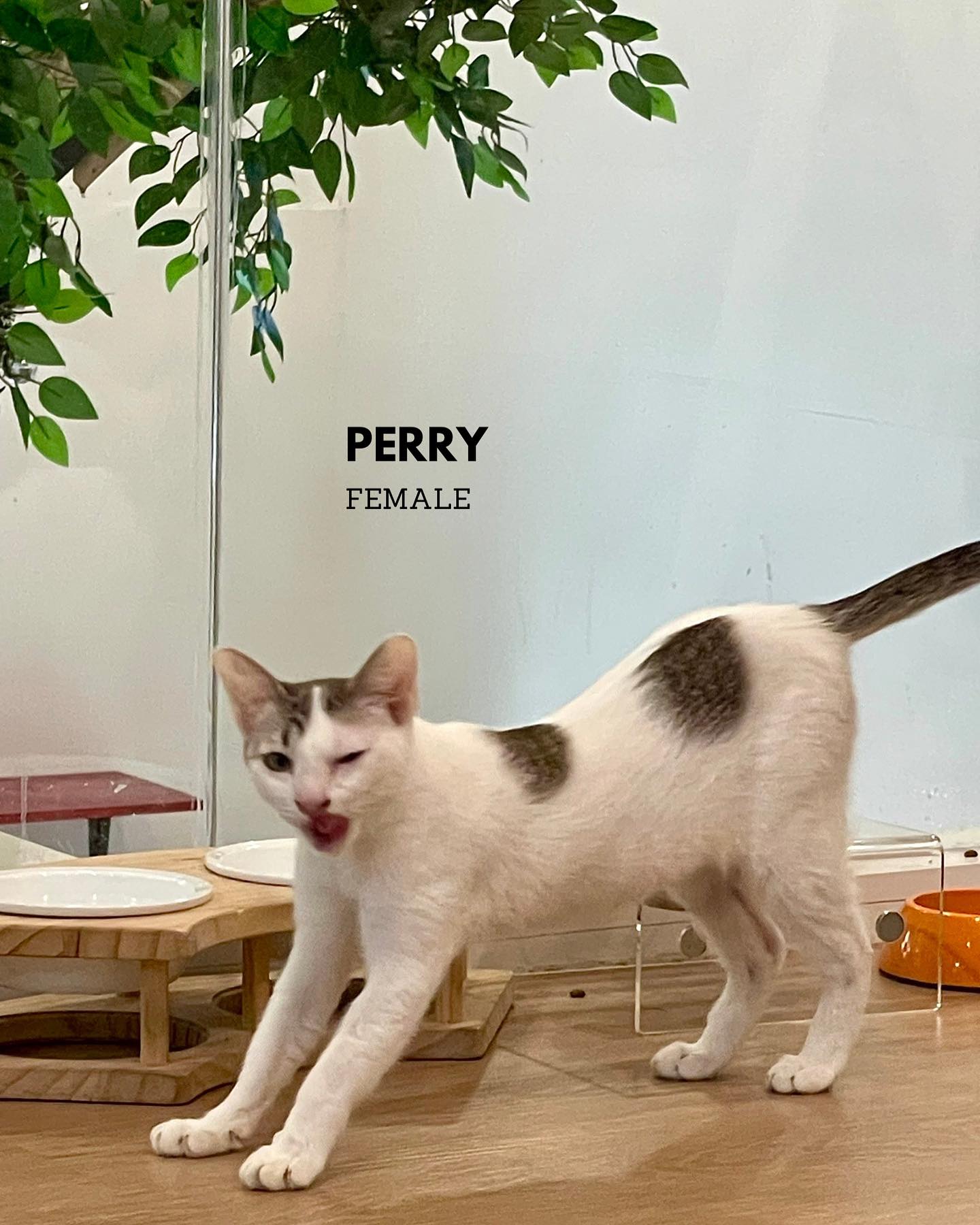 Adoption | ASOK PETHOUSE